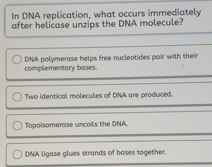 Solved: In DNA replication, what occurs immediately after helicase ...