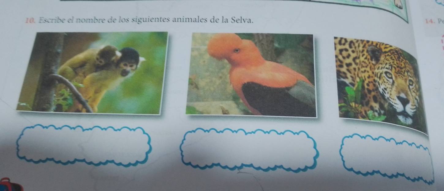 Resuelto:Escribe el nombre de los siguientes animales de la Selva. 14. Pe