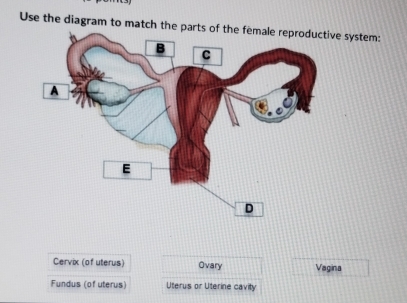 Solved: Use the diagram to match the parts of the female reproductive ...