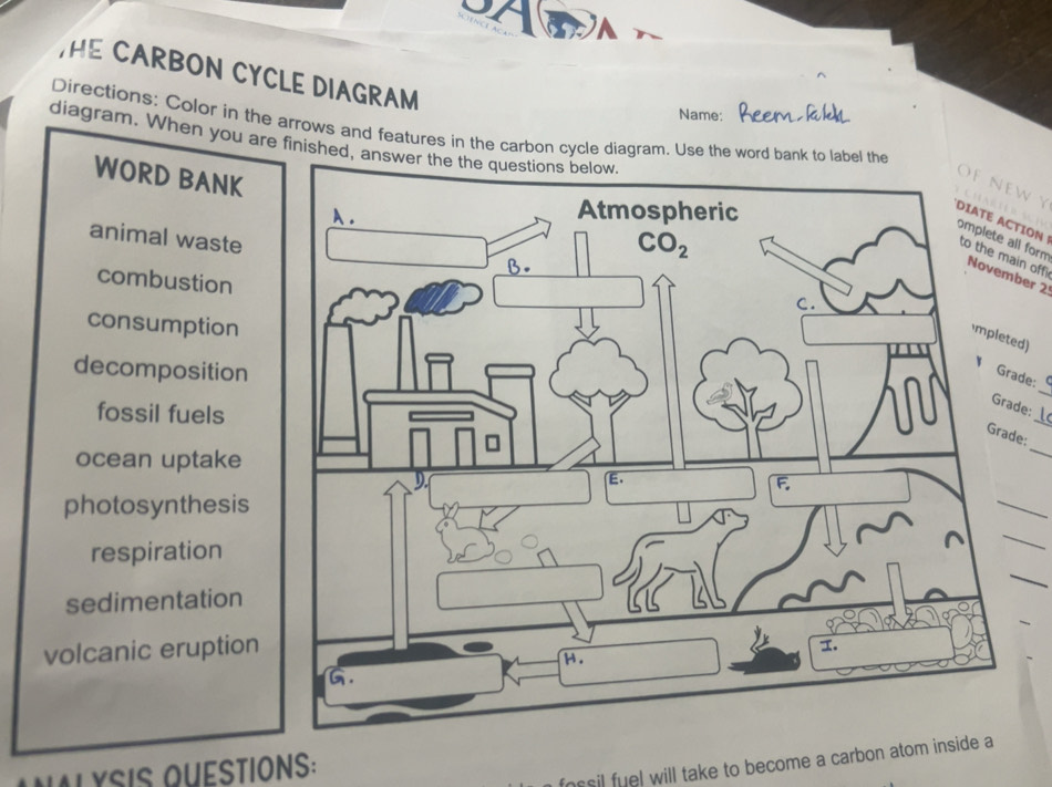 Solved: THE CARBON CYCLE DIAGRAM Name: Directions: Color in the arrows ...