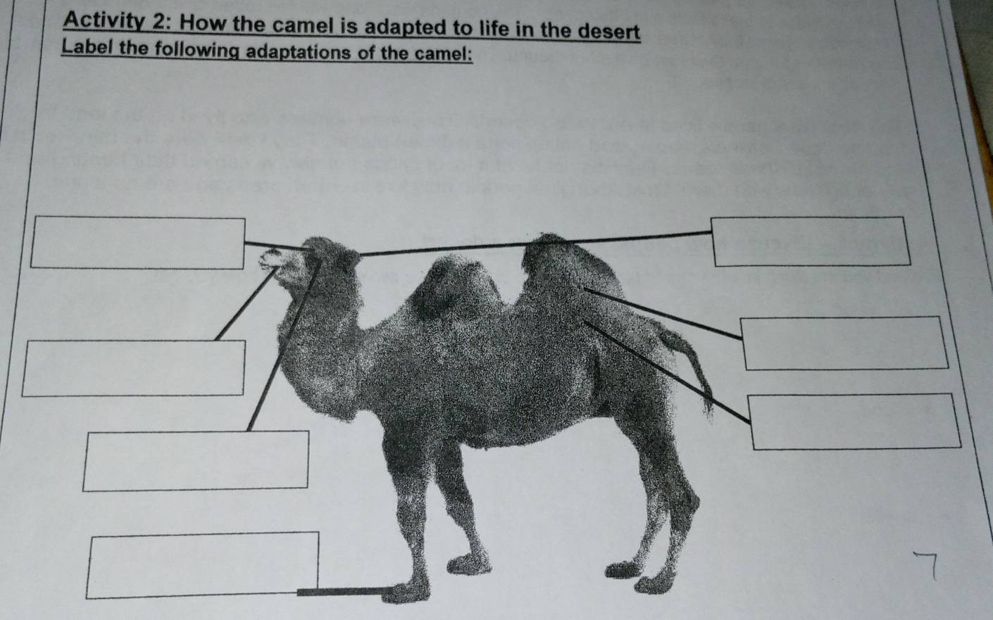 Solved: Activity 2: How the camel is adapted to life in the desert ...