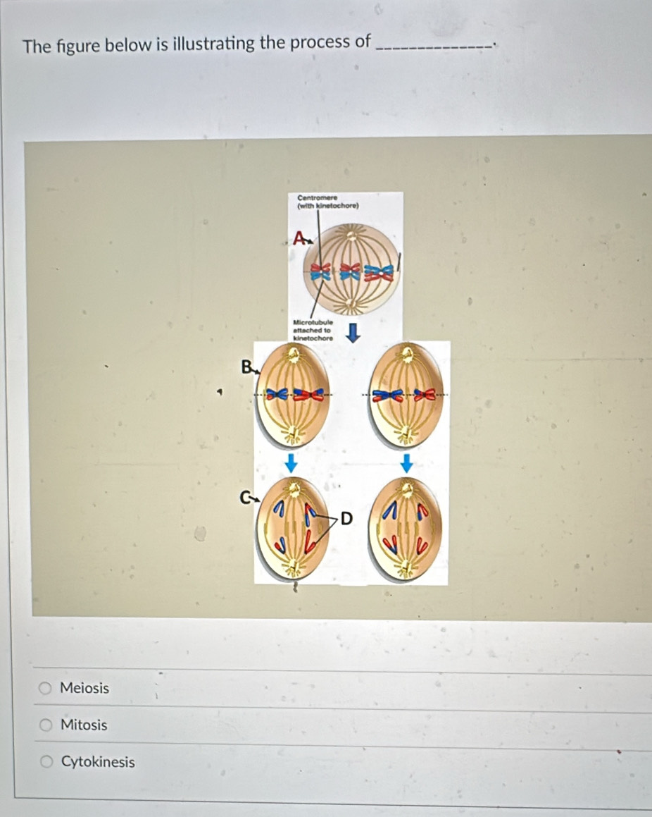 Solved: The figure below is illustrating the process of_ Meiosis ...