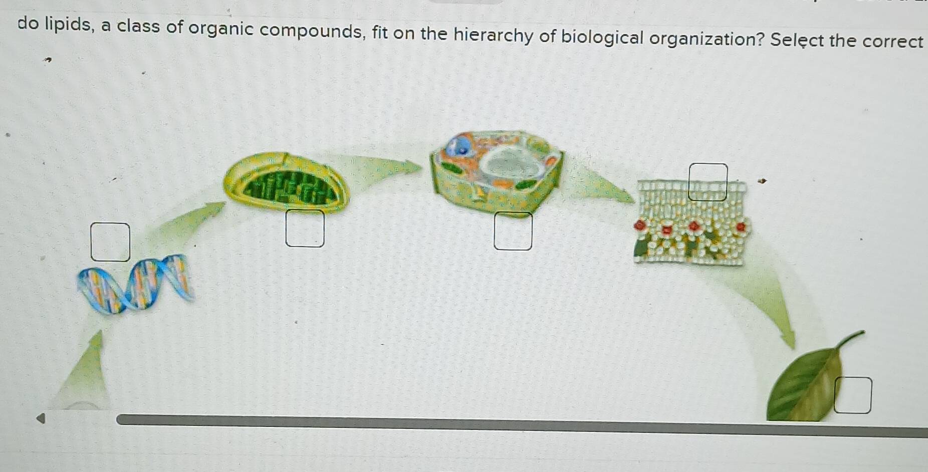 Solved: do lipids, a class of organic compounds, fit on the hierarchy ...
