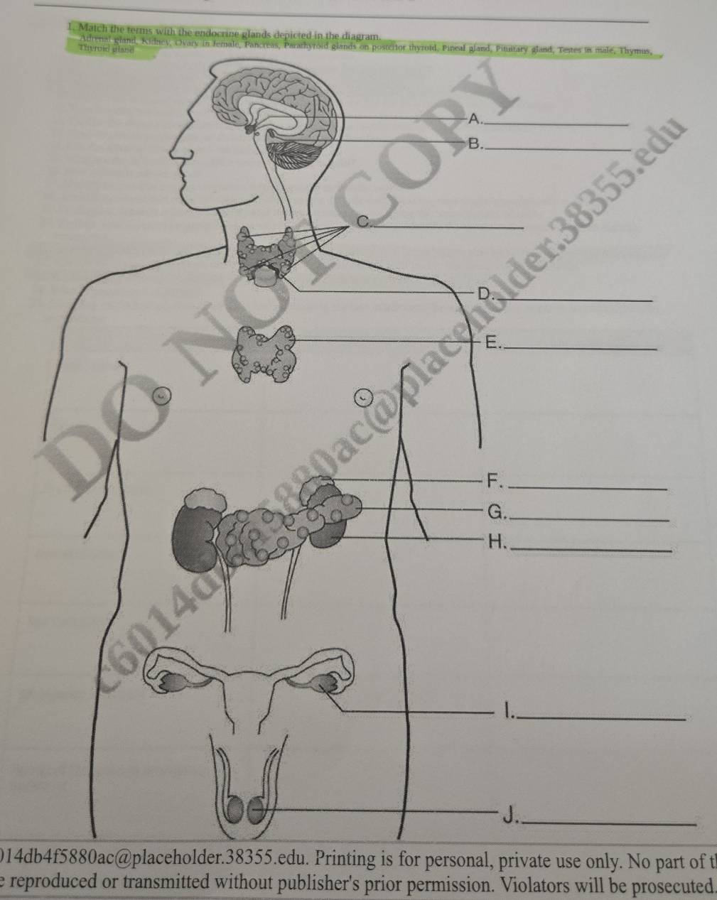 Solved: Match the terms with the endocrine glands depicted in the ...