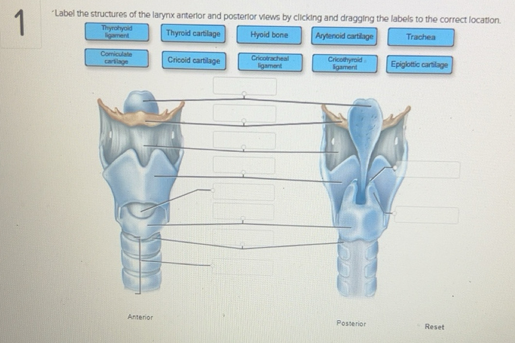 Solved: 1 'Label the structures of the larynx anterior and posterior ...