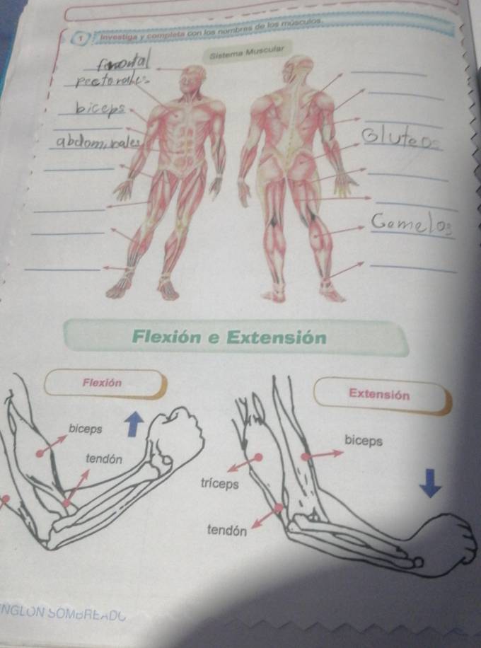 Resuelto:investiga y completa con los nombres de los músculos Sistema ...