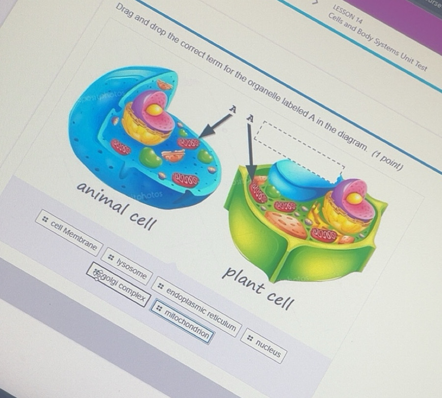 Resuelto:urse ells and Body Systems Unit Te LESSON 14 and drop the ...