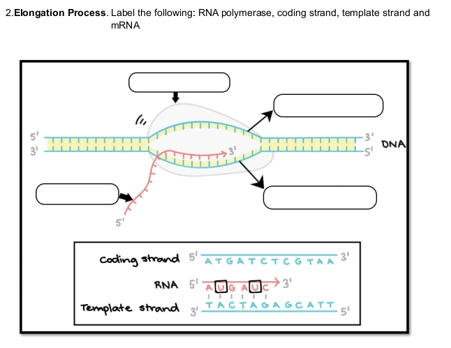 Solved: Elongation Process. Label the following: RNA polymerase, coding ...