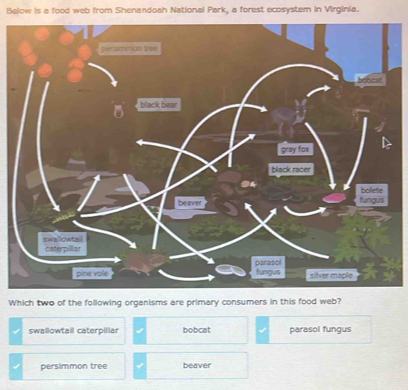 Solved: Below is a food web from Shenandoah National Park, a forest ...