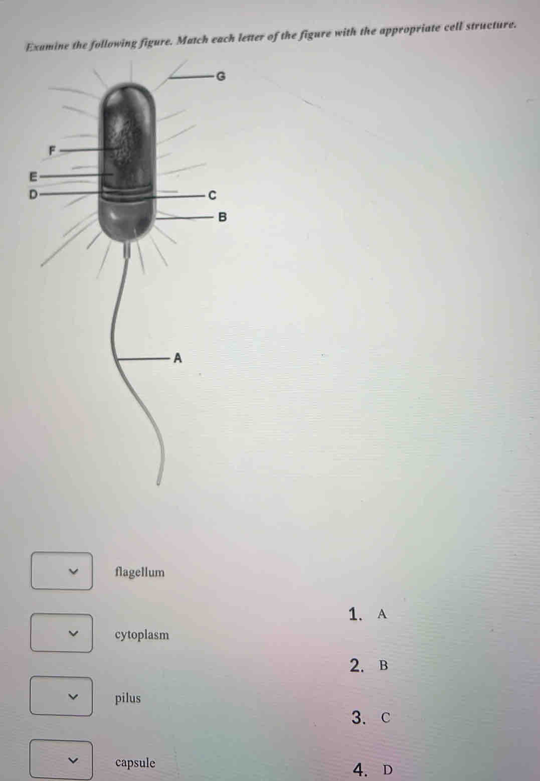 Solved: Examine the following figure. Match each letter of the figure with the appropriate cell ...