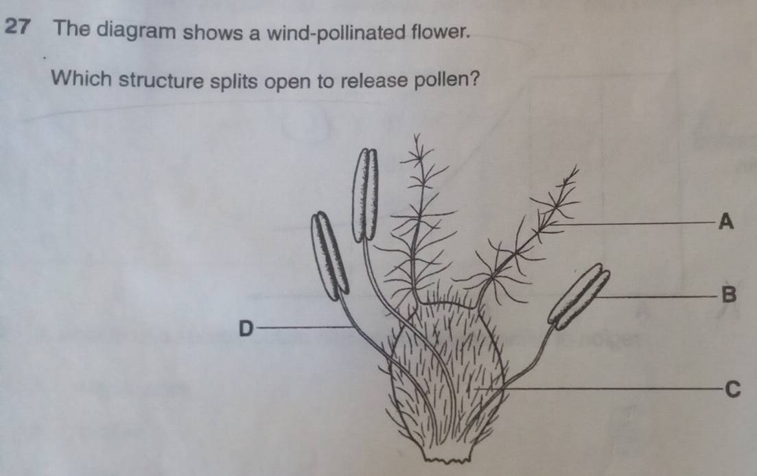 Solved: The diagram shows a wind-pollinated flower. Which structure ...