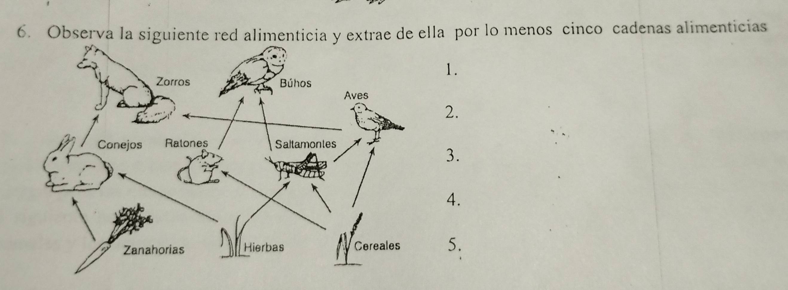 Resuelto:Observa la siguiente red alimenticia y extrae de ella por lo menos cinco cadenas alimentic