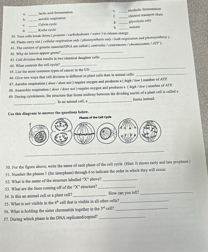 Solved: lactic acid fermentation _alcoholic fermentation b. __aerobic ...