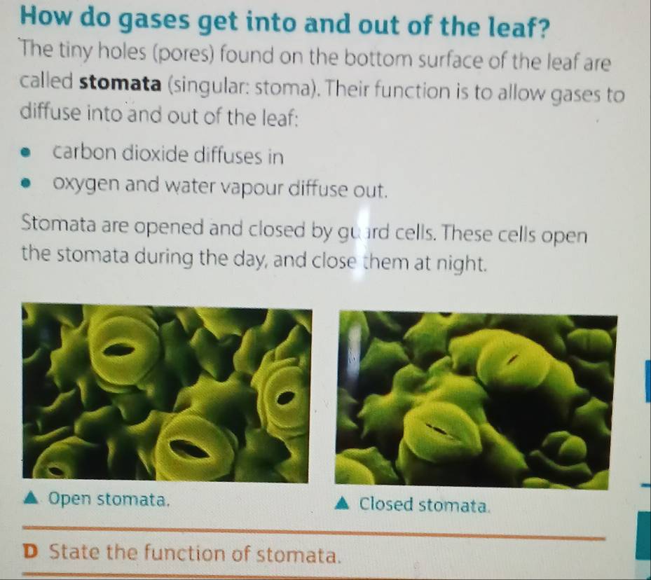 Solved: How do gases get into and out of the leaf? The tiny holes ...