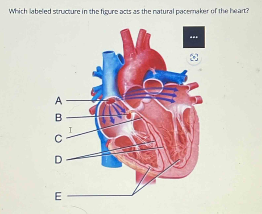 Solved: Which labeled structure in the figure acts as the natural ...