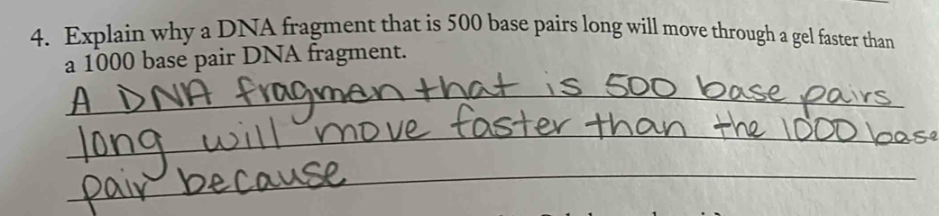 Solved: Explain why a DNA fragment that is 500 base pairs long will ...