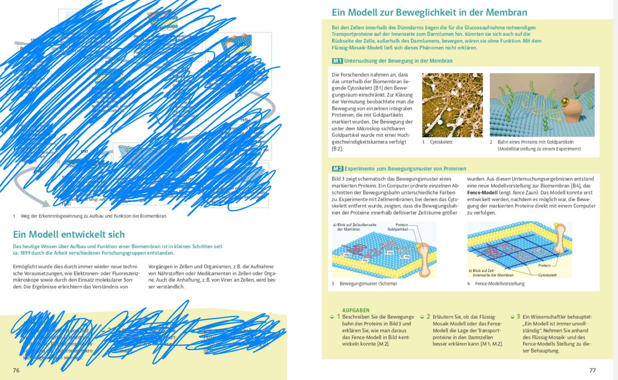 Gelöst:Ein Modell zur Beweglichkeit in der Membran Bei den Zellen ...