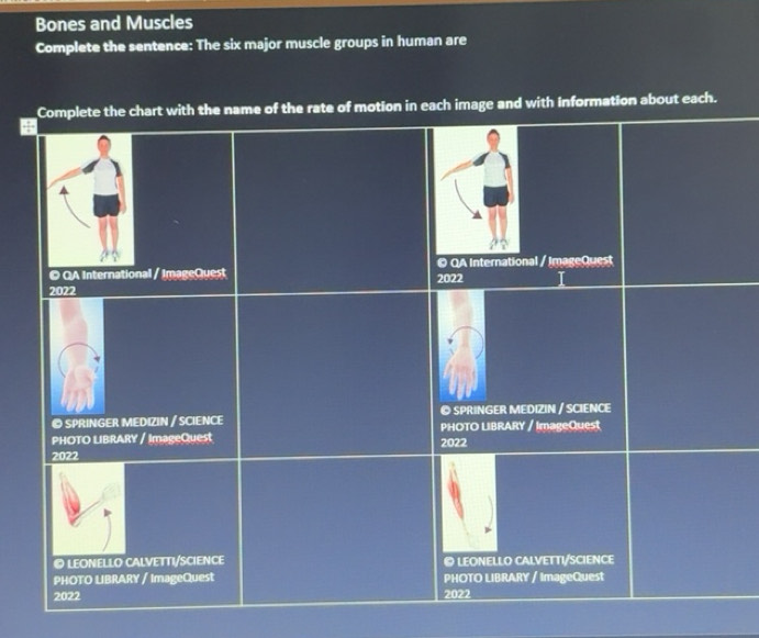 Solved: Bones and Muscles Complete the sentence: The six major muscle ...