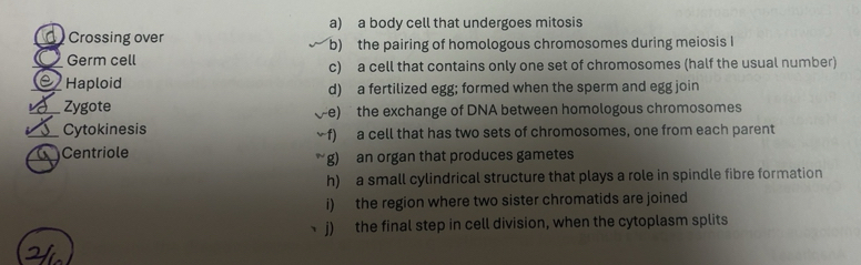 Solved: a body cell that undergoes mitosis _ Crossing over b) the ...