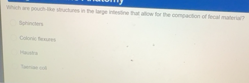 Solved: Which are pouch-like structures in the large intestine that ...
