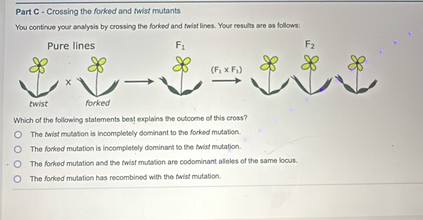 Solved: Crossing the forked and twist mutants You continue your ...