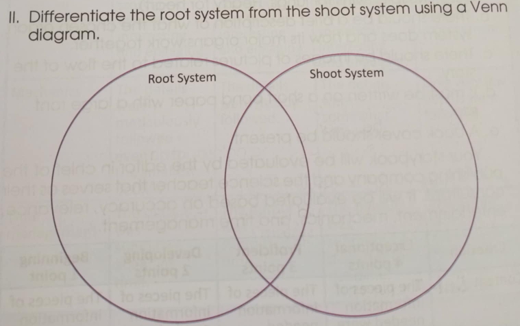 Solved: Differentiate the root system from the shoot system using a ...