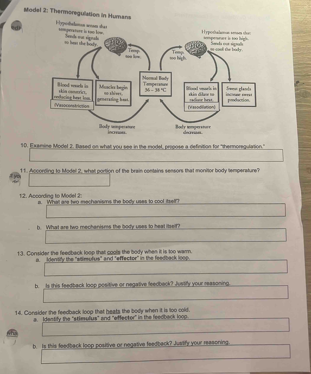 Solved: Model 2: Thermoregulation in Humans Hypothalamus senses that ...