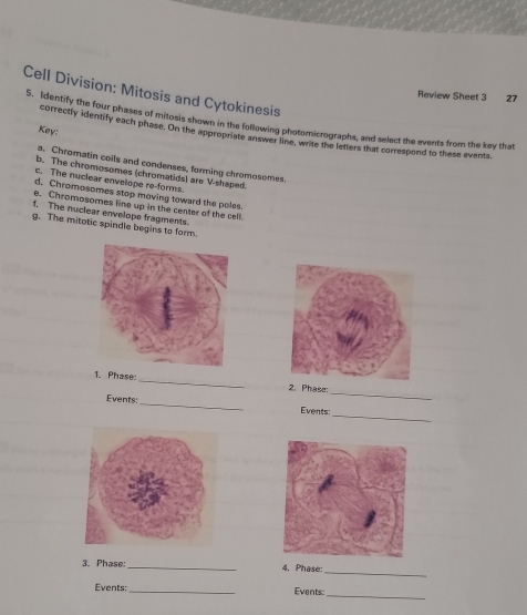 Solved: Cell Division: Mitosis and Cytokinesis Review Sheet 3 27 5 ...