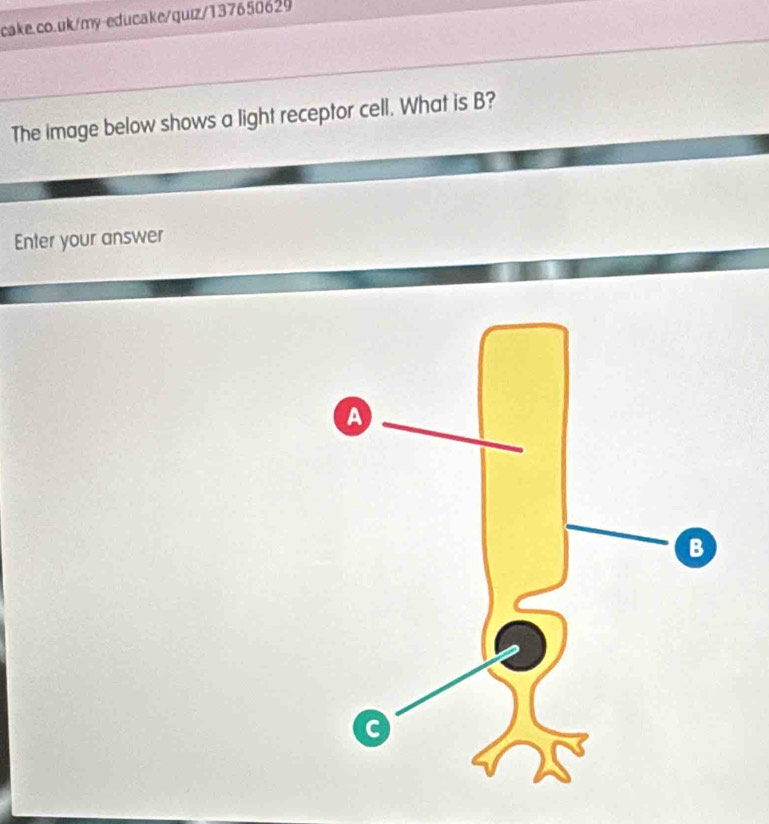 Solved: The image below shows a light receptor cell. What is B? Enter ...