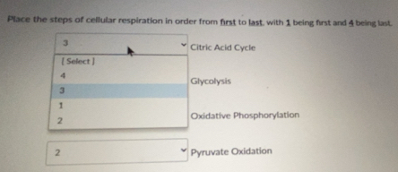 Solved: Place the steps of cellular respiration in order from first to ...