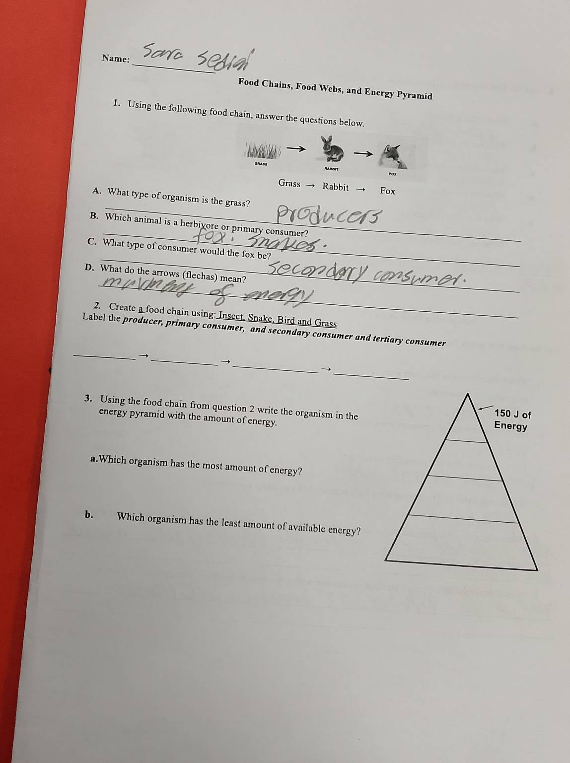 Gelöst:Name: Food Chains, Food Webs, and Energy Pyramid 1. Using the ...