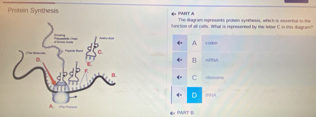 Solved: Protein Synthesis PART A The diagram represents protein ...