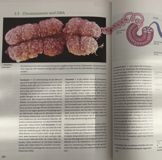 Gelöst:2.3 Chromosomen und DNA ONOITSE Schleife mes ter h Duncheesse ...