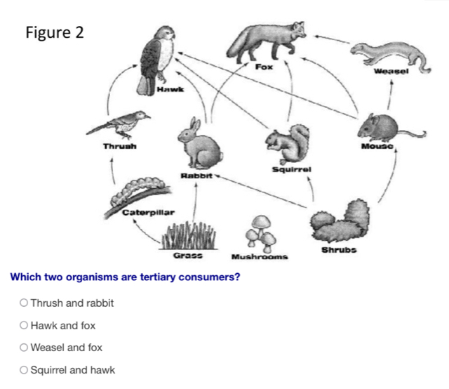 Solved: Figur Which two organisms are tertiary consumers? Thrush and ...