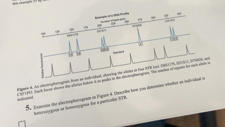 Solved: this example 35 Bp (a Figure 4. An electropherogram fro ...
