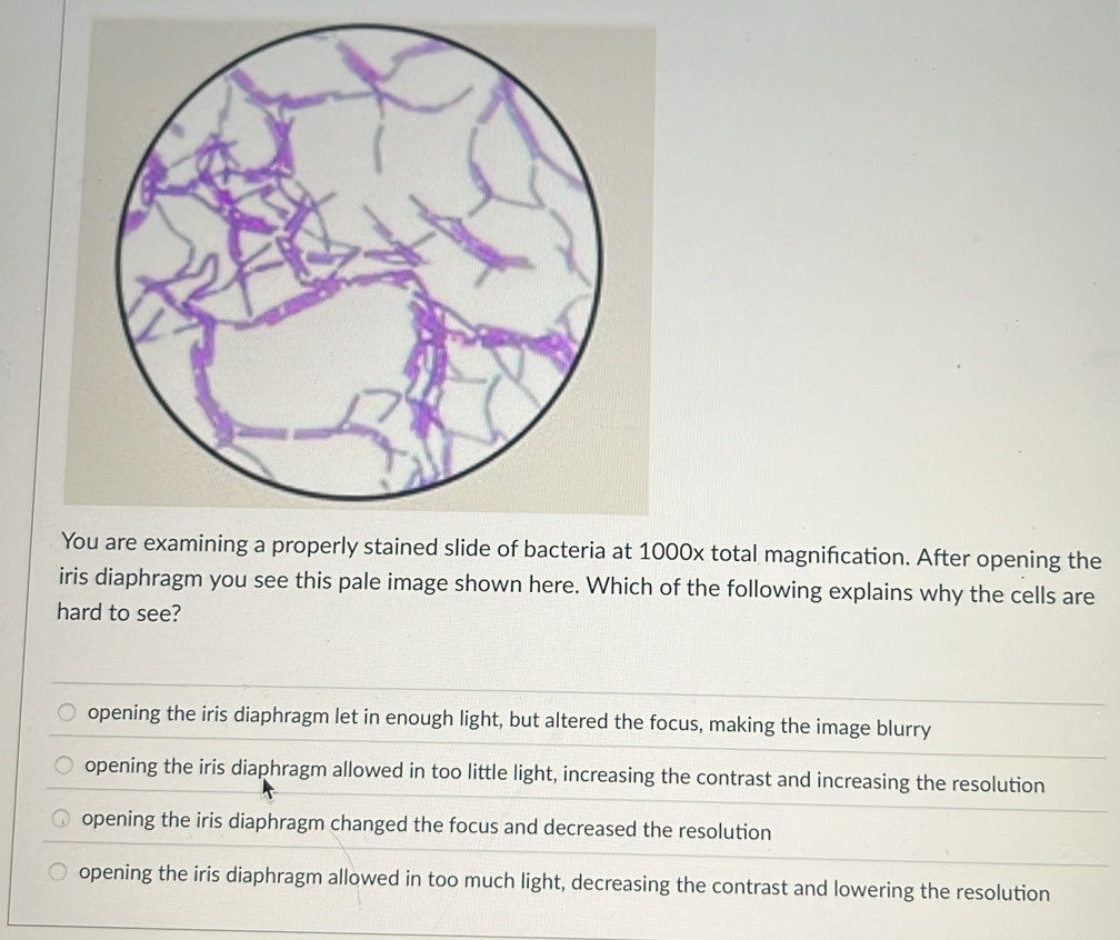 Solved: You are examining a properly stained slide of bacteria at 1000x ...
