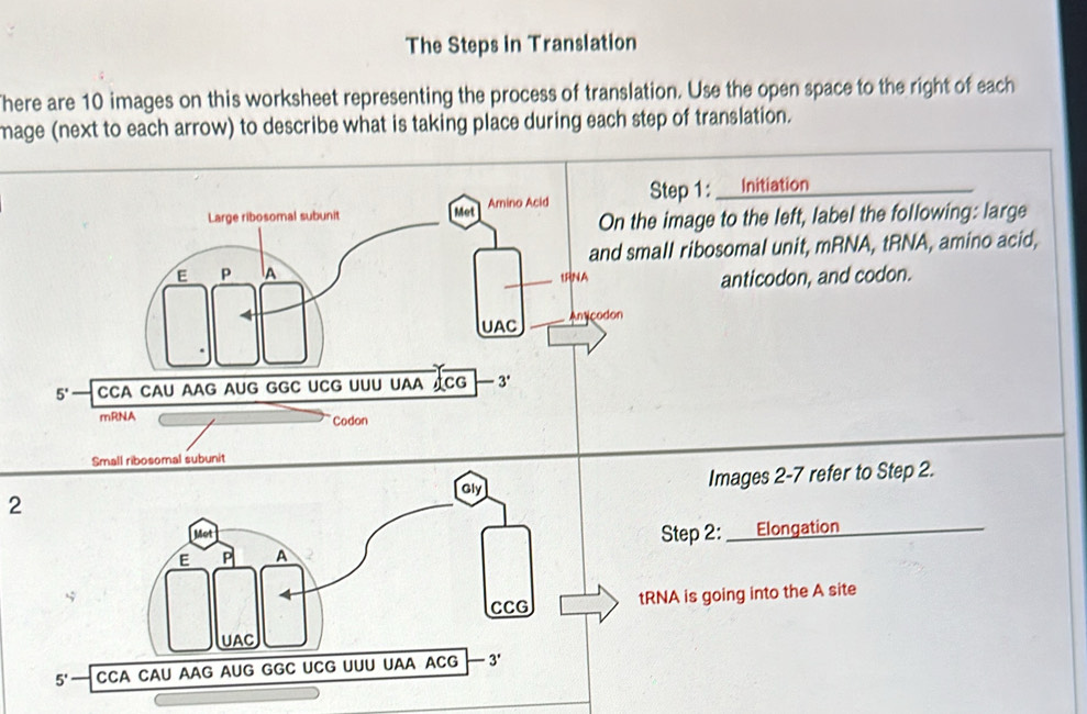 Solved: The Steps in Translation There are 10 images on this worksheet ...