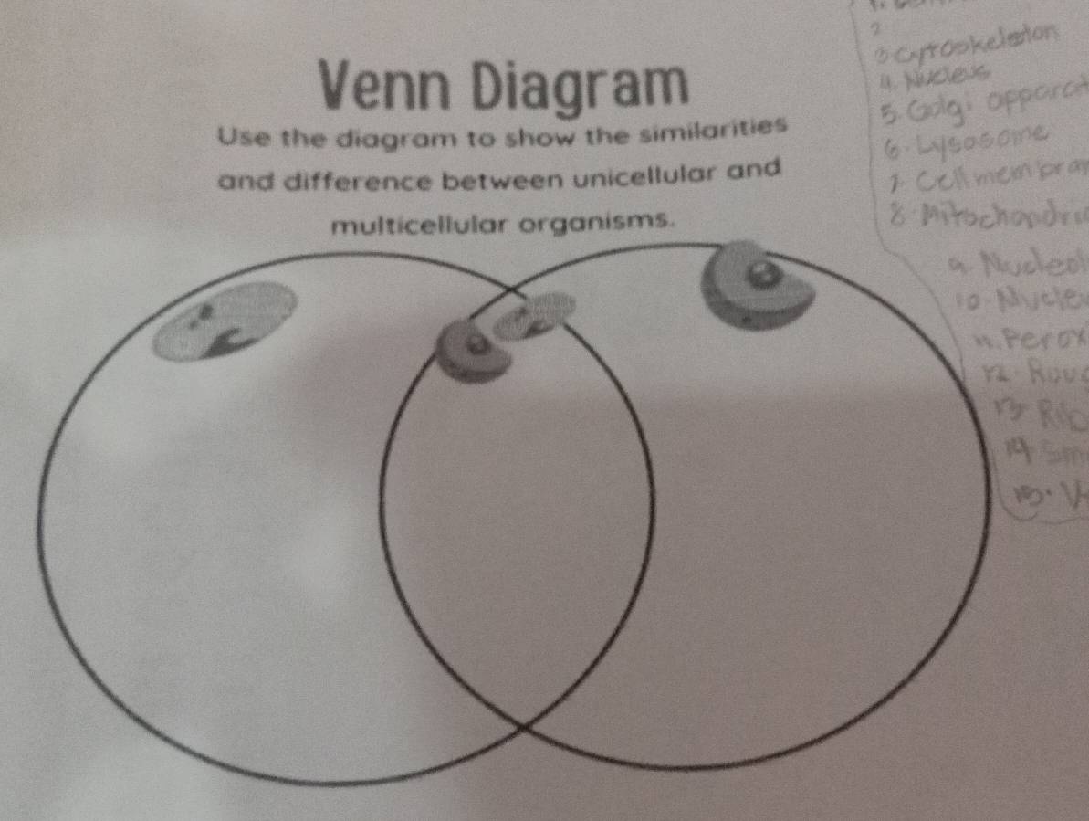 Solved: Venn Diagram Use the diagram to show the similarities and ...