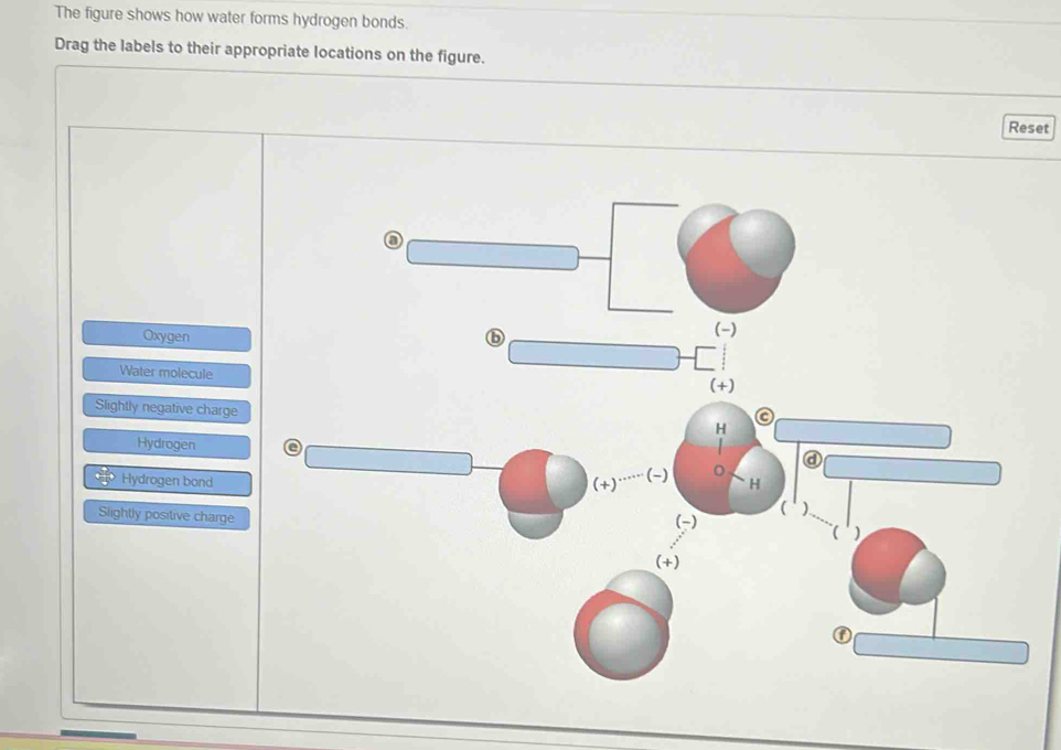 Solved: The figure shows how water forms hydrogen bonds. Drag the ...