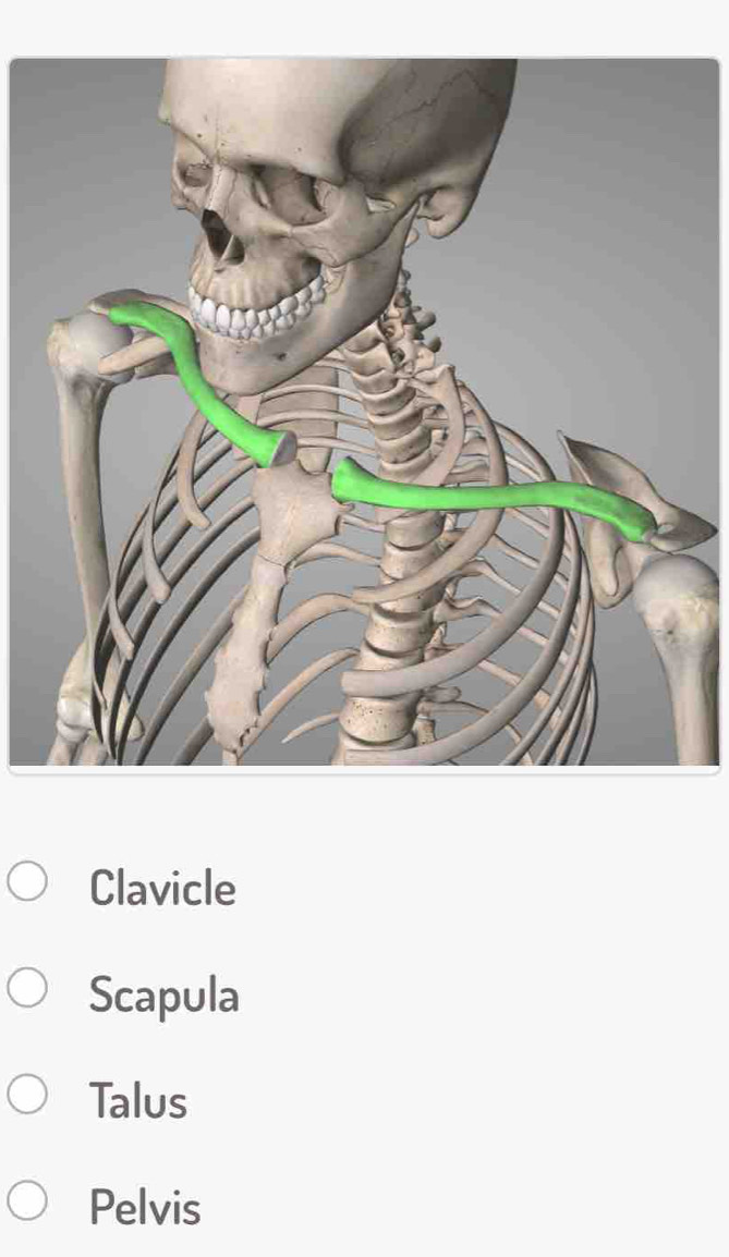 Solved: Clavicle Scapula Talus Pelvis [Biology]
