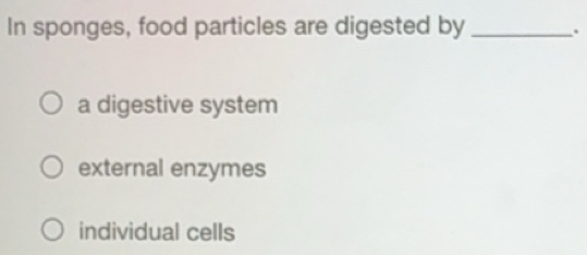 Solved: In sponges, food particles are digested by _. a digestive ...