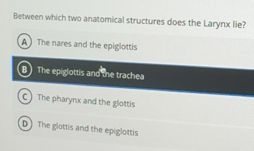 Solved: Between which two anatomical structures does the Larynx lie? A ...