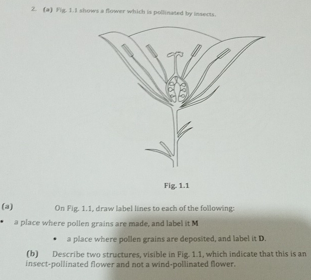 Solved: Fig. 1.1 shows a flower which is pollinated by insects. Fig. 1. ...