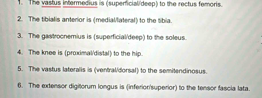 Solved: The vastus intermedius is (superficial/deep) to the rectus ...