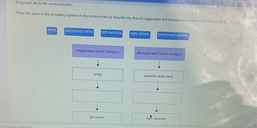 Solved: Drag each tile to the correct location. Place the parts of the circulatory system in the ...