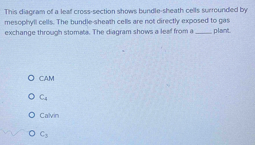 Solved: This diagram of a leaf cross-section shows bundle-sheath cells ...