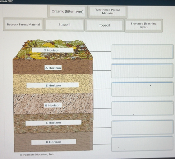 Solved: ation & QUIZ Organic (litter layer) Weathered Parent Material ...