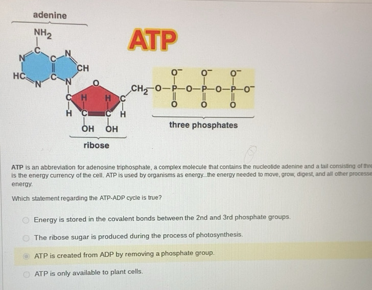 Solved: ATP is an abbreviation for adenosine triphosphate, a complex ...