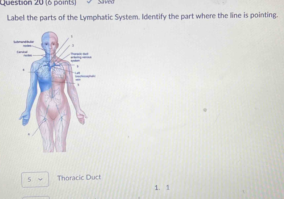 Solved: Saved Label the parts of the Lymphatic System. Identify the ...