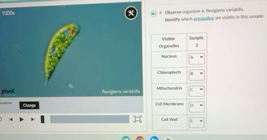 Solved: 1000x 9. Observe organism 4, flexiglena variabilis. Identify ...